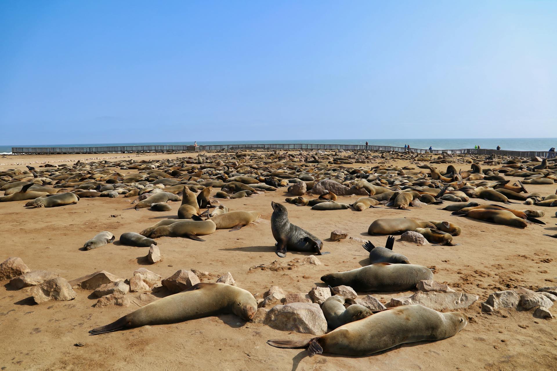 Cape Cross Seal Reserve Tour | Skeleton Coast Seal Colony Visit